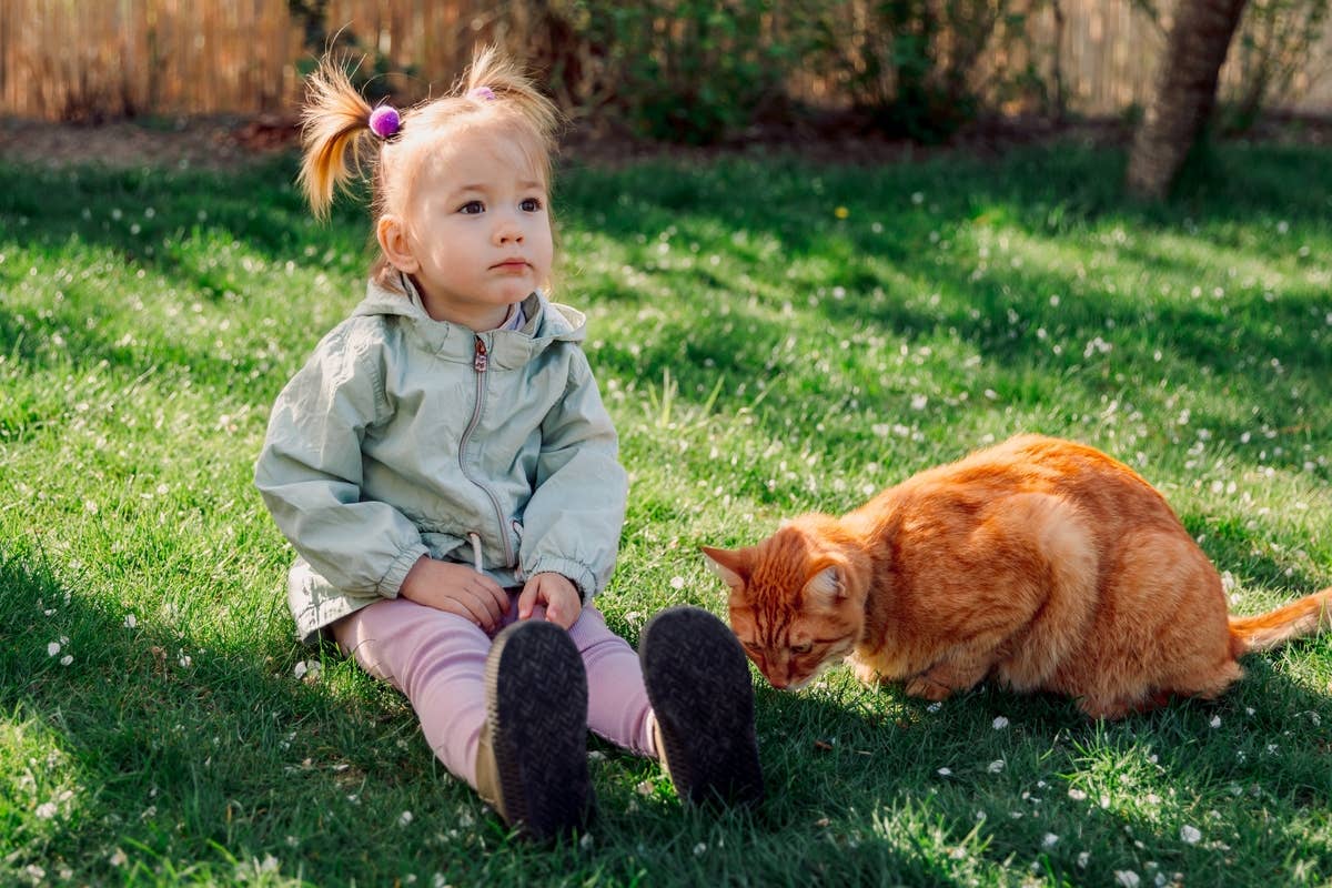 Tabby Cat Transforms Toddler’s Hair Into Trendy Styles in Adorable ...
