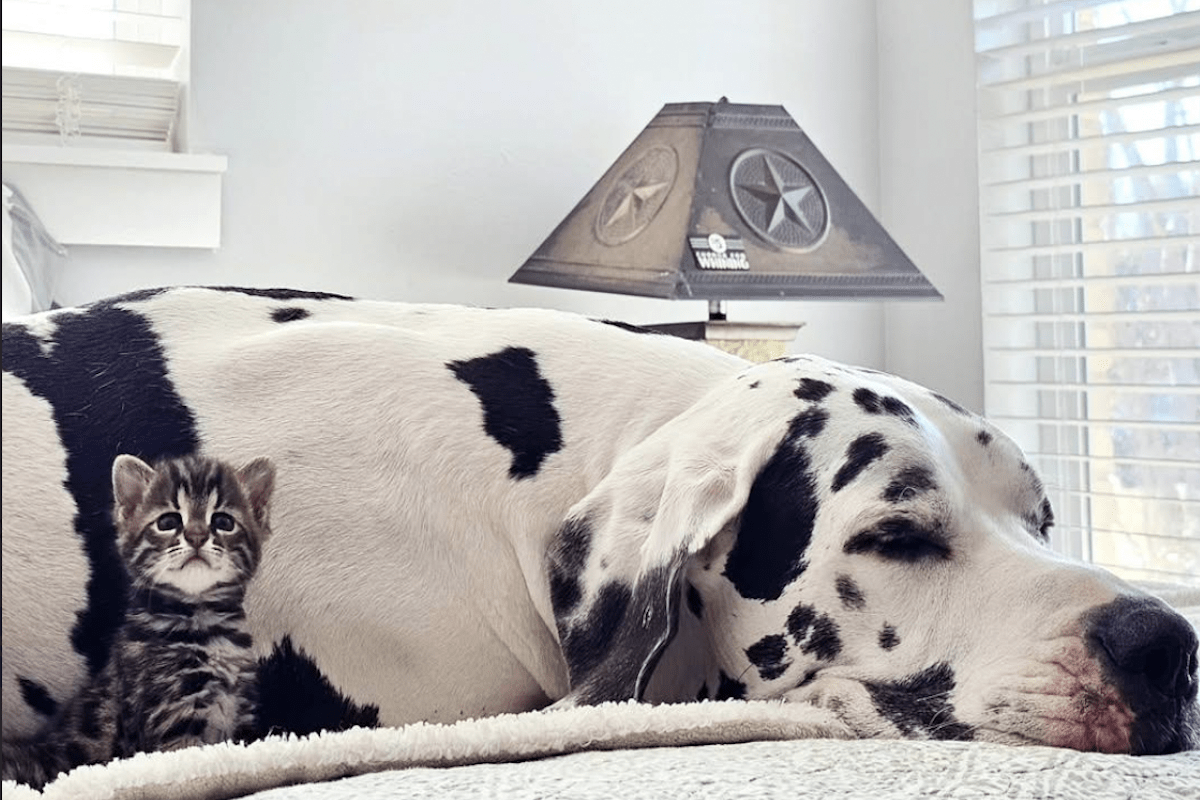 Great Dane 'Bangs on Window' Like a Human After Mom Forgets to Open the ...