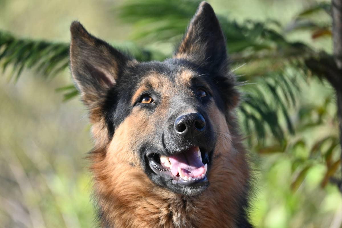 German Shepherd Tries To Play It Cool When He's Caught Sneaking Past ...