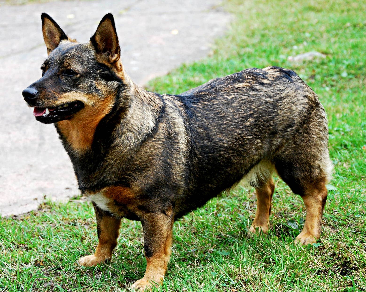 15 Gorgeous Wolf-Like Dog Breeds