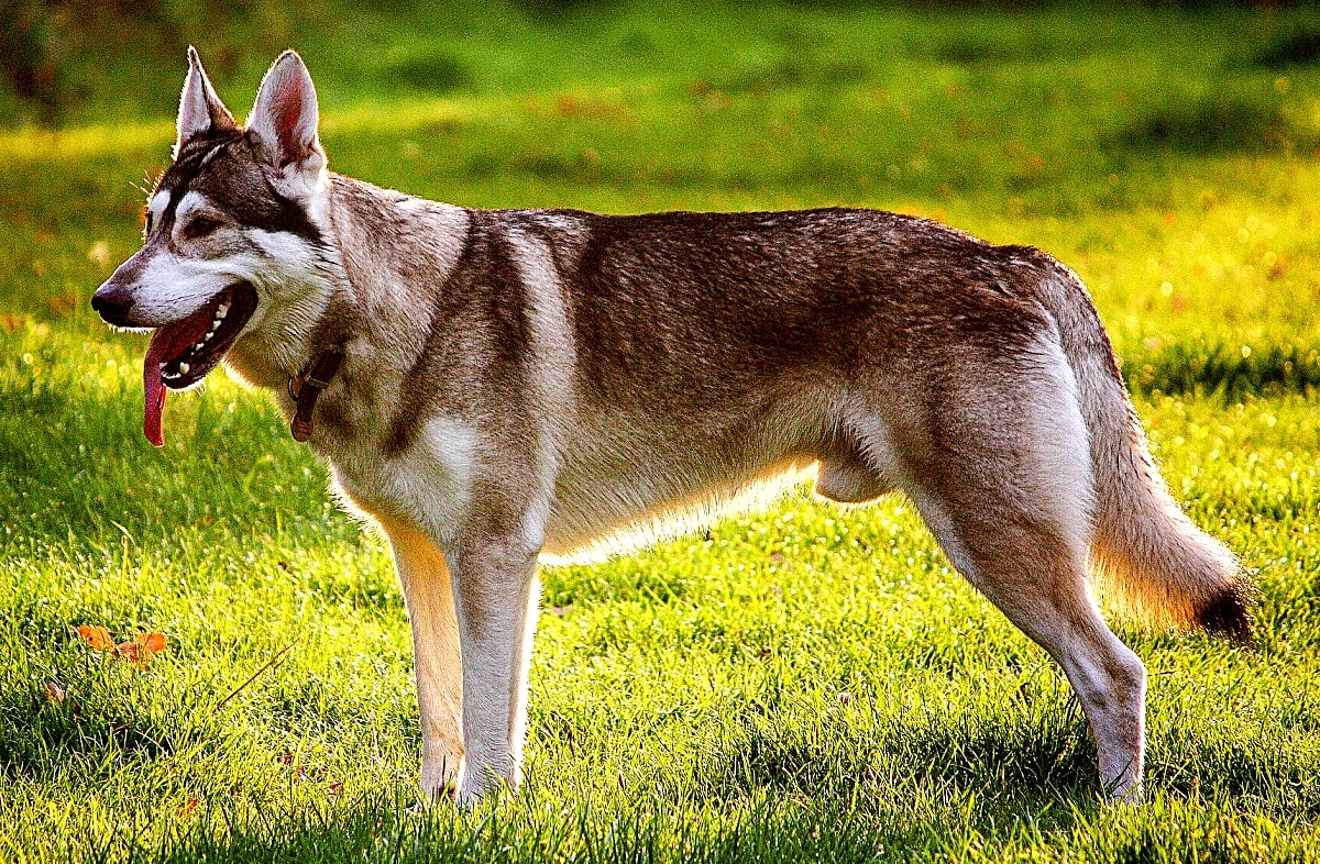 Wolf And Rare Dog Breeds