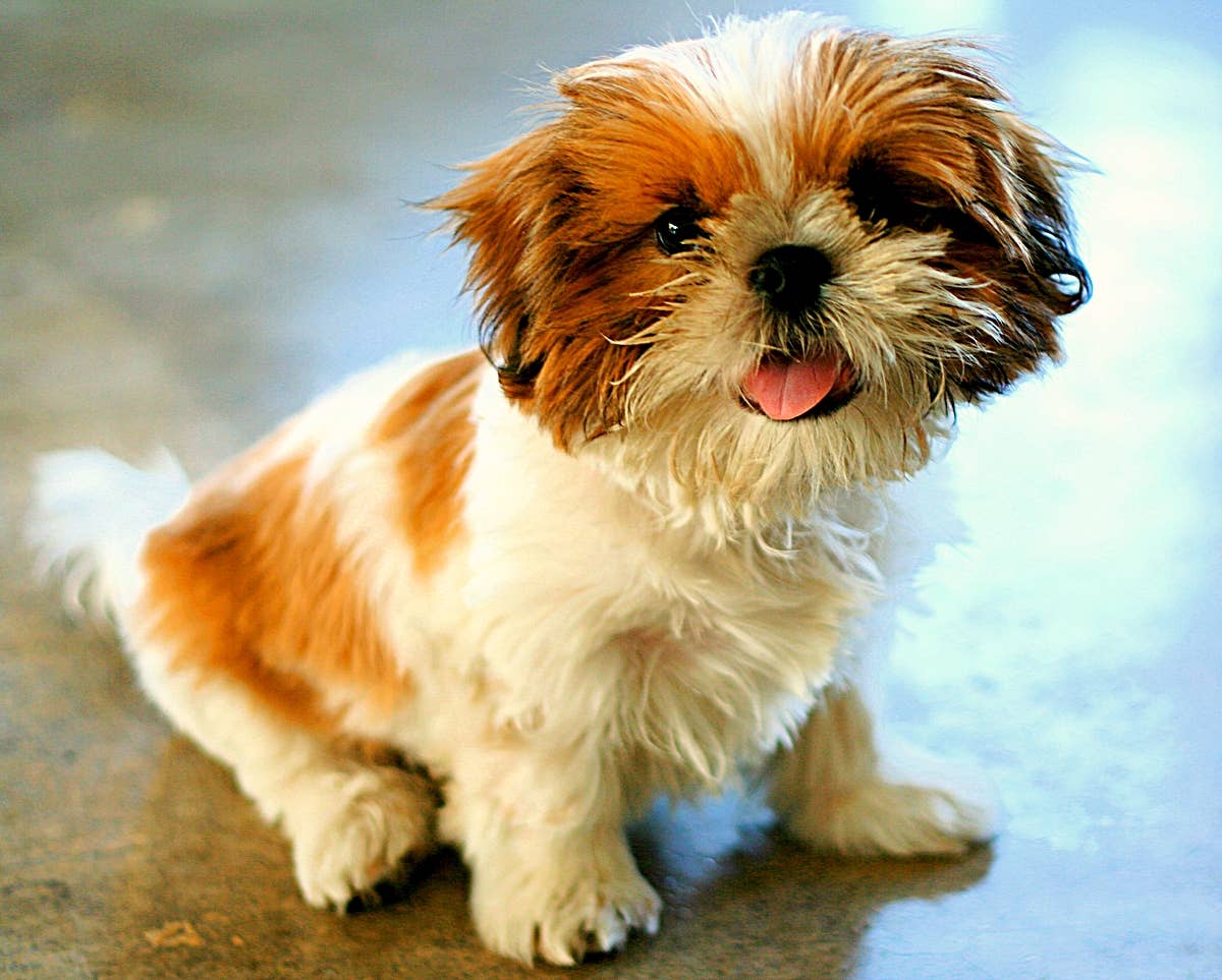 15 Gorgeous Wolf-Like Dog Breeds - Parade Pets