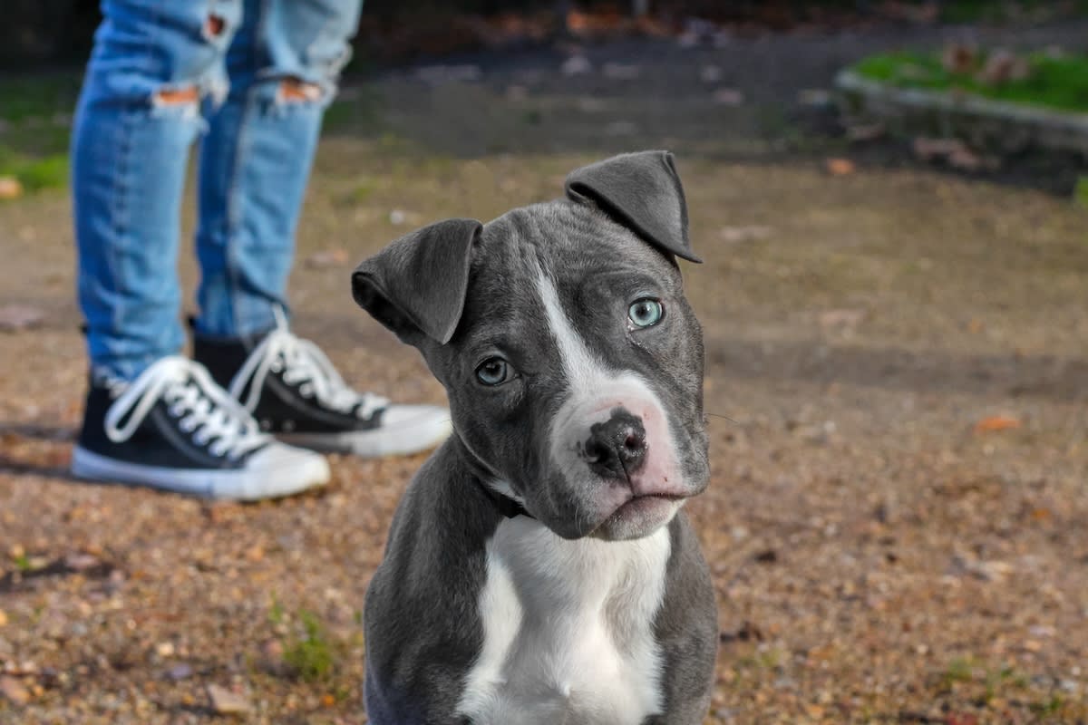 Grey Red Nose Pitbull Puppies