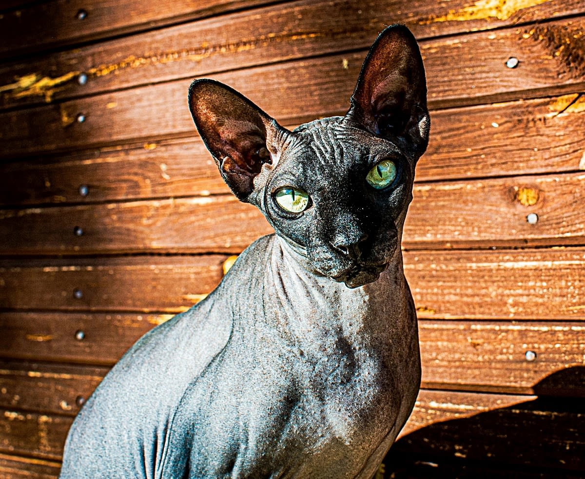 11 Hairless (and Partially Hairless) Cat Breeds - Parade Pets