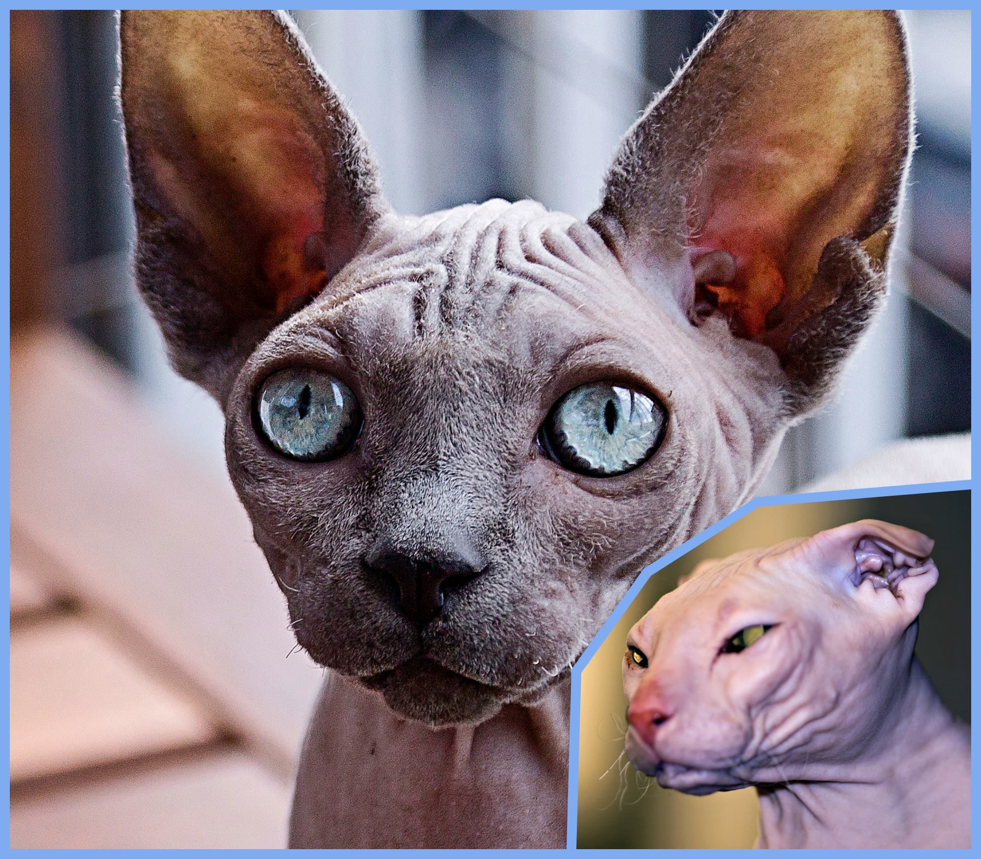 11 Hairless (and Partially Hairless) Cat Breeds - Parade Pets