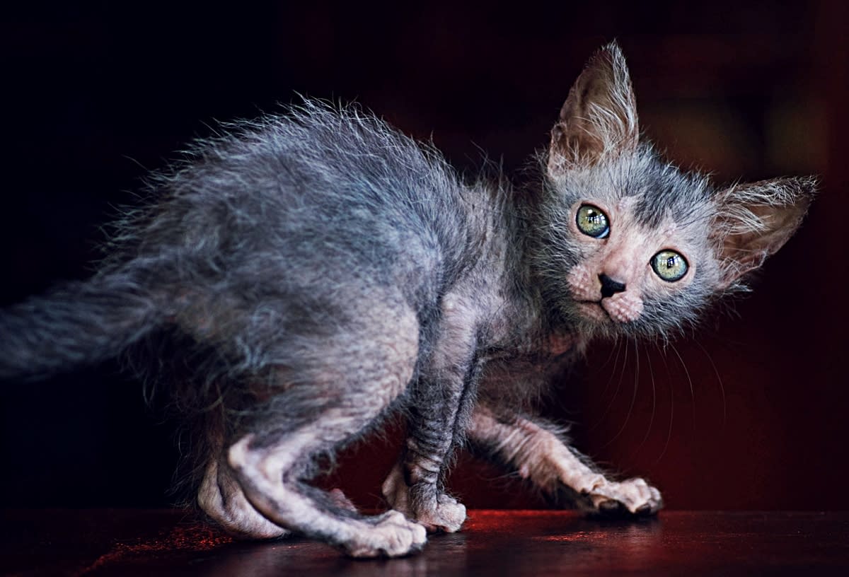 11 Hairless (and Partially Hairless) Cat Breeds - Parade Pets