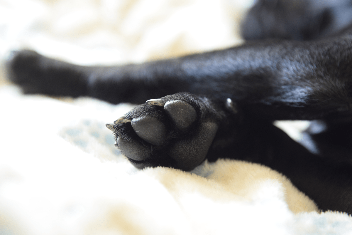 Blind Mixed Breed Rescue Dog Looks Like Gru's Pet 'Kyle' from ...