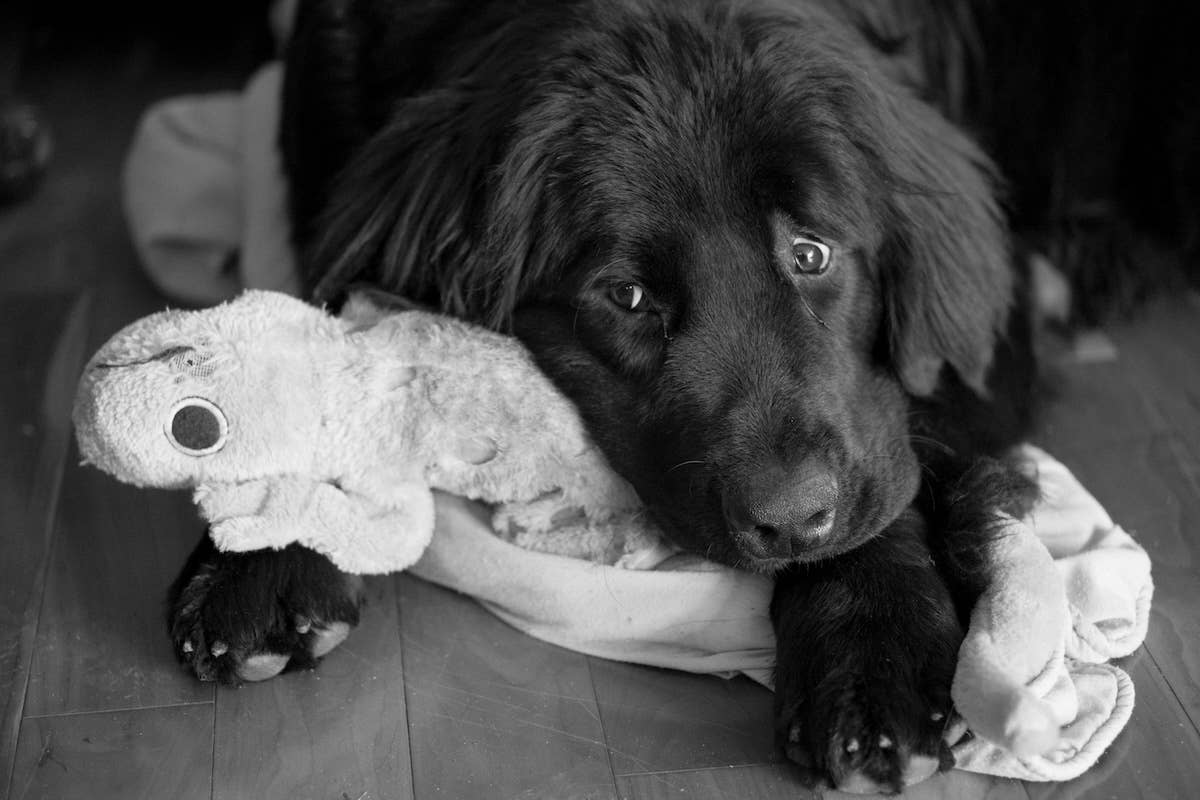 Giant Newfie’s ‘Super-Sized’ Tantrum on Toy Wash Day Is True Big Baby ...