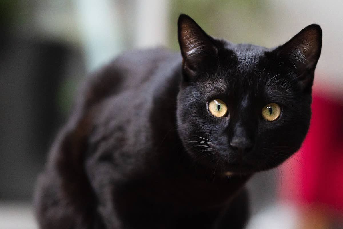 Black Cat Desperately Digging Into Bag of Chicken Nuggets Is the Most ...