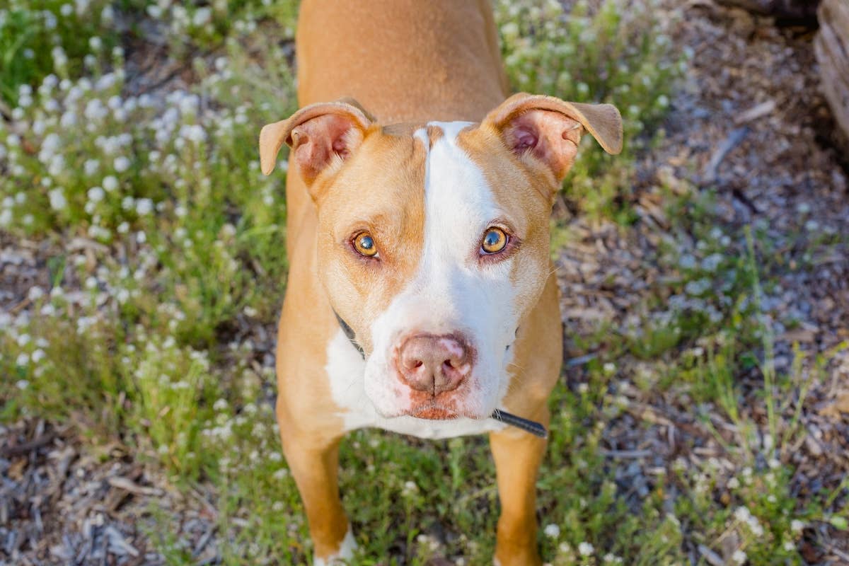 Rescue Pit Bull Goes Into Full-On 'Pterodactyl' Mode After Smelling ...
