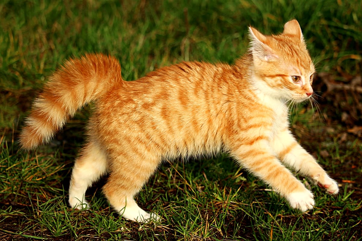 300 of the Best Names for Orange Cats - Parade Pets