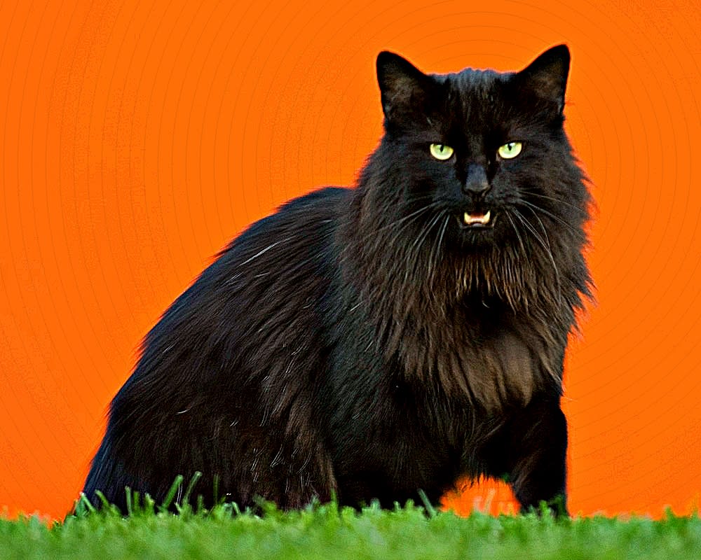 20 Gorgeous Black Cat Breeds That Are Purr-fect for You - Parade Pets