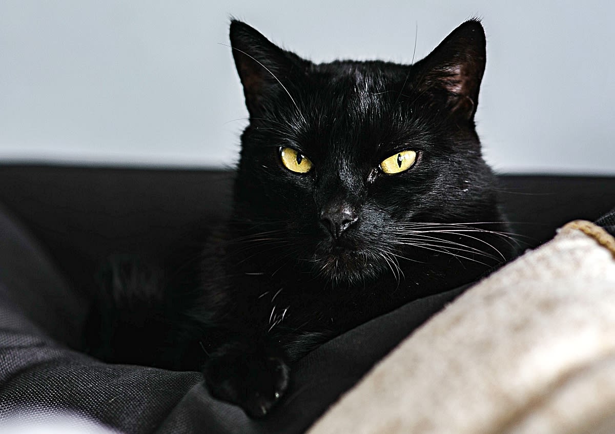 20 Gorgeous Black Cat Breeds That Are Purr-fect for You - Parade Pets