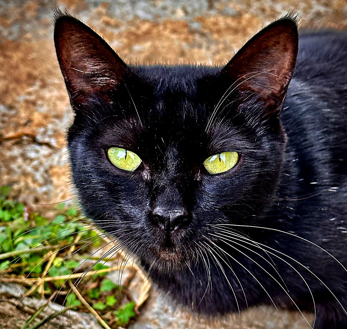 20 Gorgeous Black Cat Breeds That Are Purr-fect for You - Parade Pets