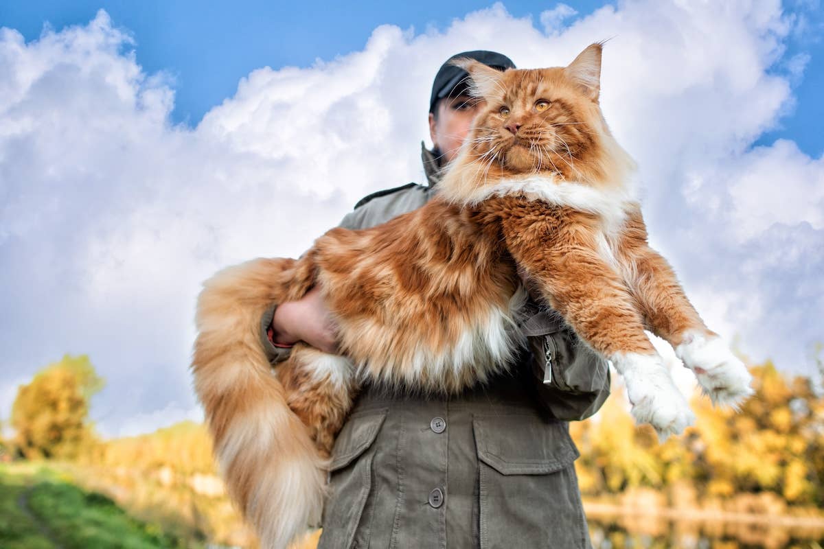 Maine Coon Cat Whose Head Is Almost As Big As Mom's Is a True Stud ...