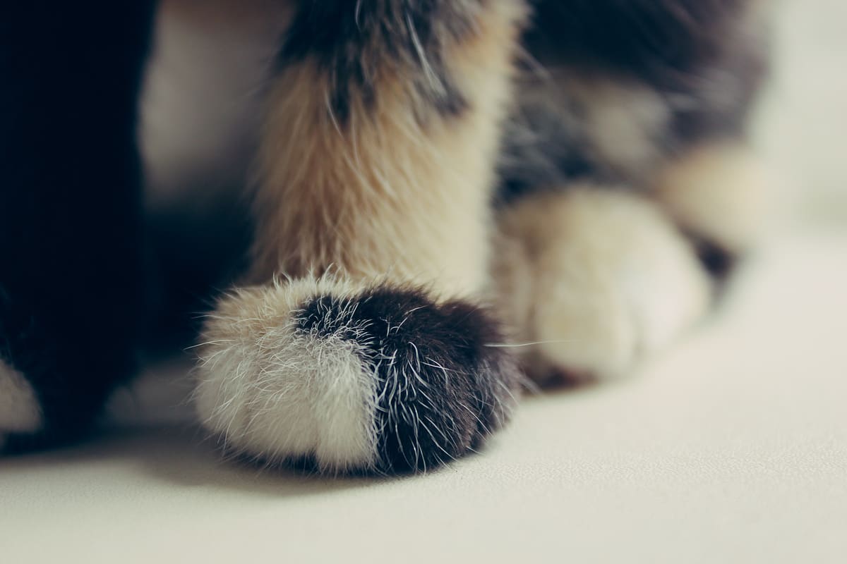 Red Tortie Maine Coon Kitten Shuts Down Internet - Parade Pets