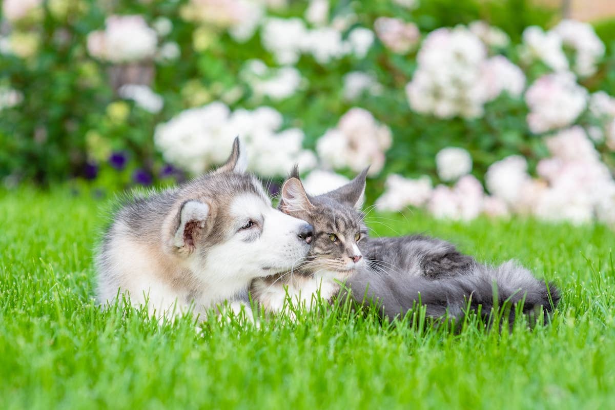 Feisty Maine Coon Kittens Turn Up the Attitude When Dog Decides He ...