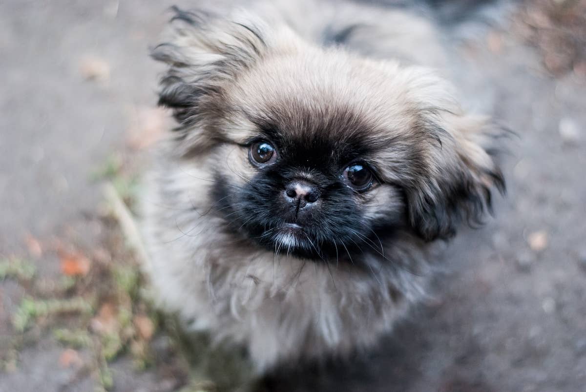 Marshmallow Fluff Pekingese Puppy Looks Just Like a Baby Lamb - Parade Pets