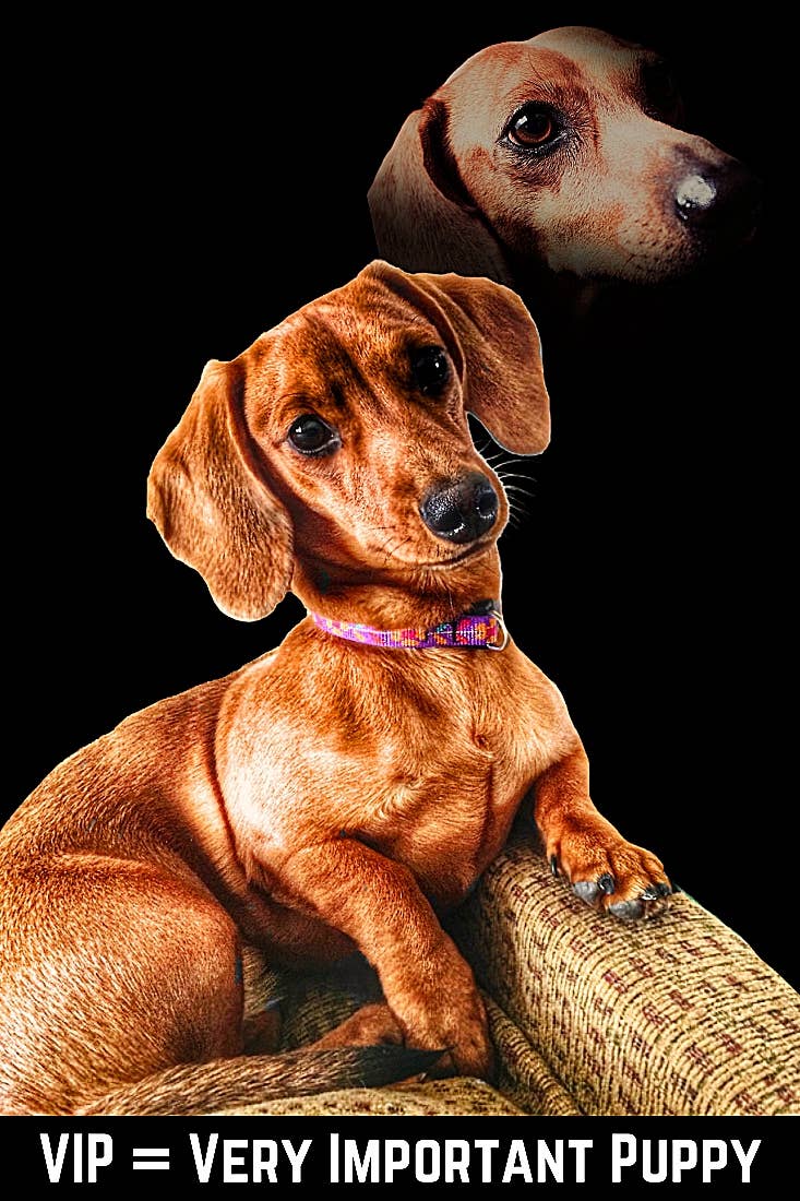 100 Fun and Inspiring Instagram Captions for Your Dog - Parade Pets