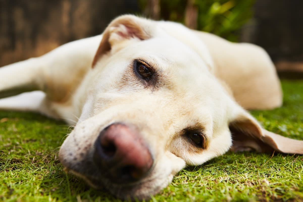 Yellow Lab Curled Up Like a Croissant in Mom’s Planter Is Too Cute To ...