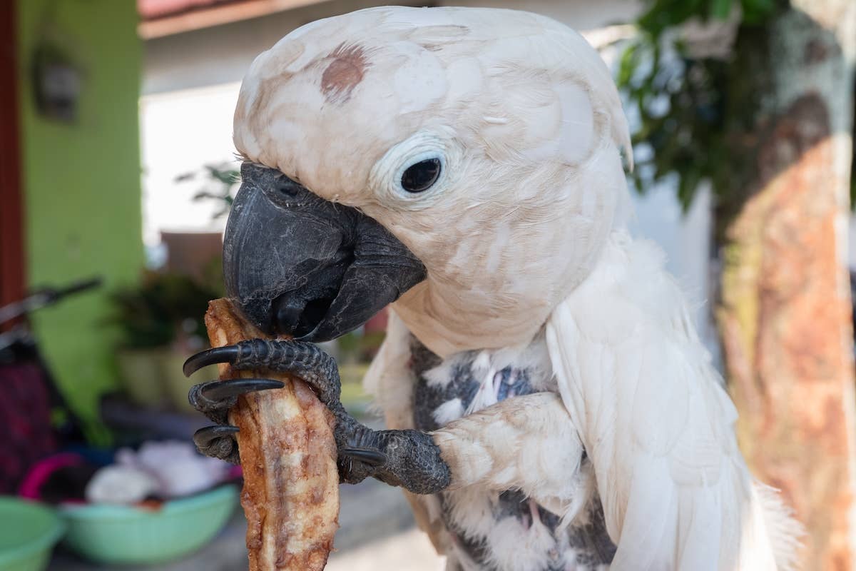 Worried Labrador's Sweet Cries For 'His Cockatoo' at the Vet Are ...