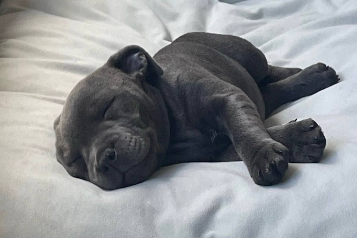 Baby Blue Staffy’s Morning ‘Stretch and Scream’ Moment Is Just Too Real ...