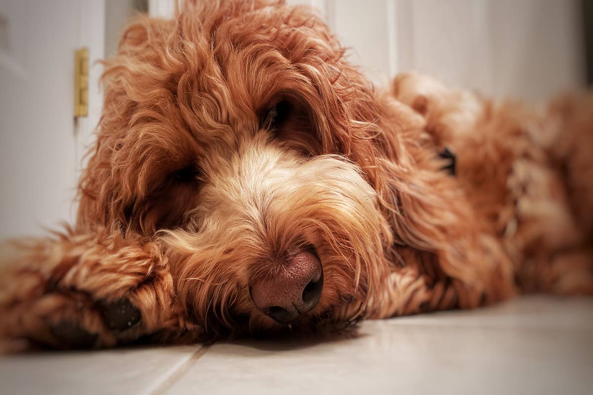 Goldendoodle With Narcolepsy Tries To Eat Ice Cream Before Dozing off ...