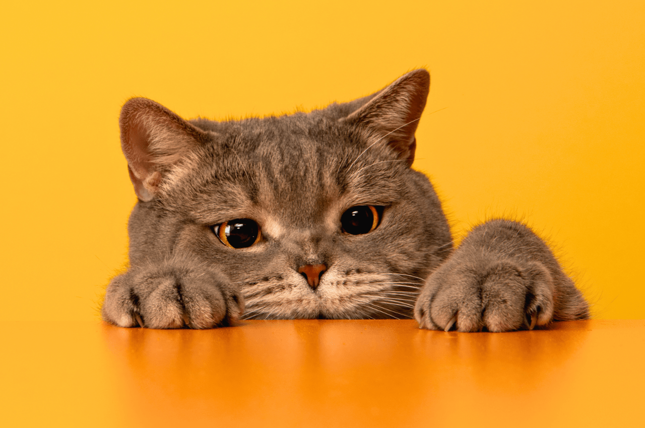 Why You Shouldn't Declaw Cats: Side Effects & Alternatives - Parade Pets