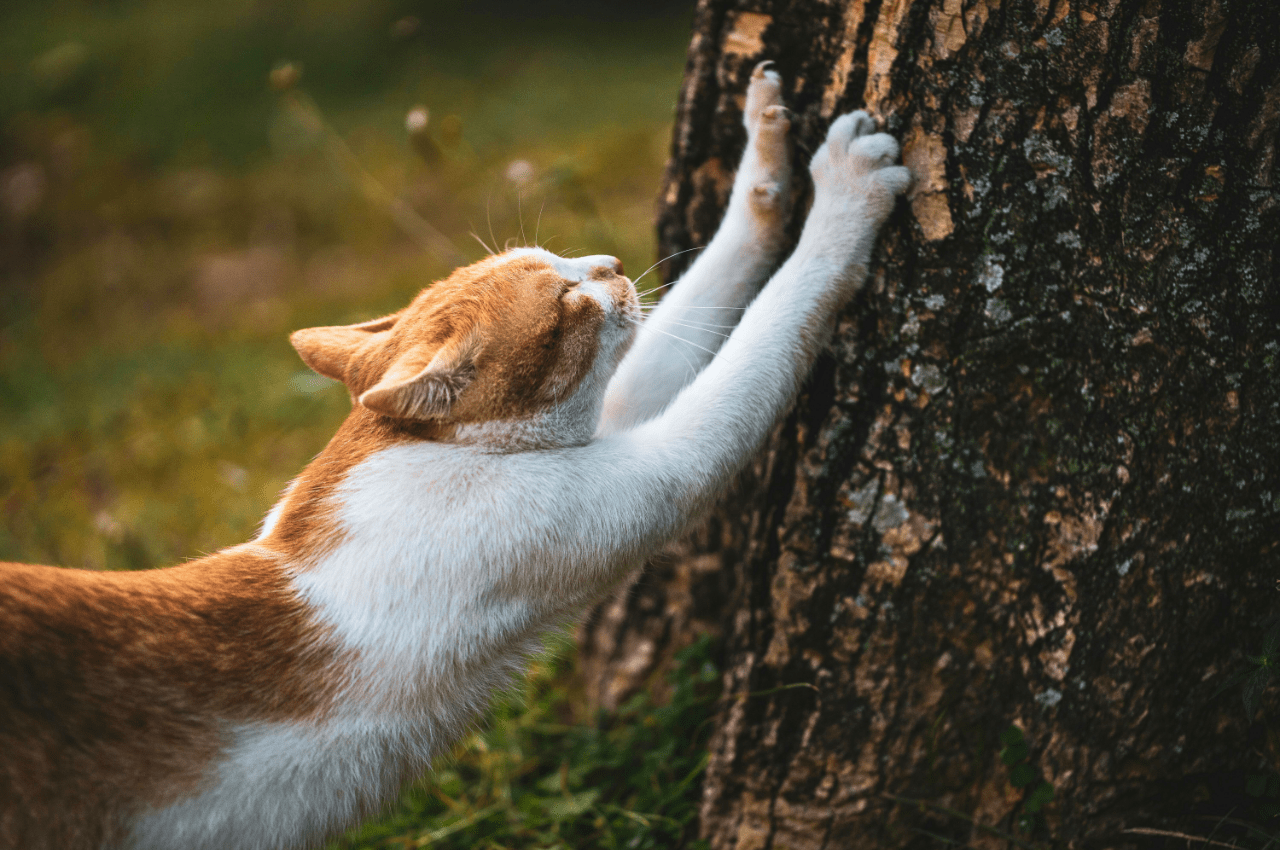 Why You Shouldn't Declaw Cats: Side Effects & Alternatives