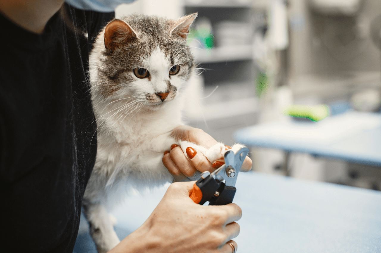 Why You Shouldn't Declaw Cats: Side Effects & Alternatives - Parade Pets