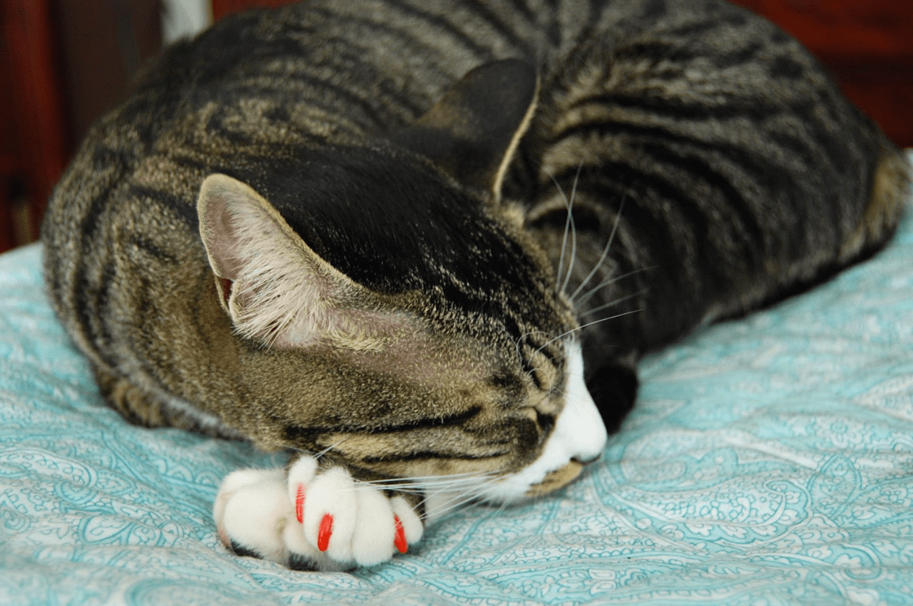 Why You Shouldn't Declaw Cats: Side Effects & Alternatives - Parade Pets