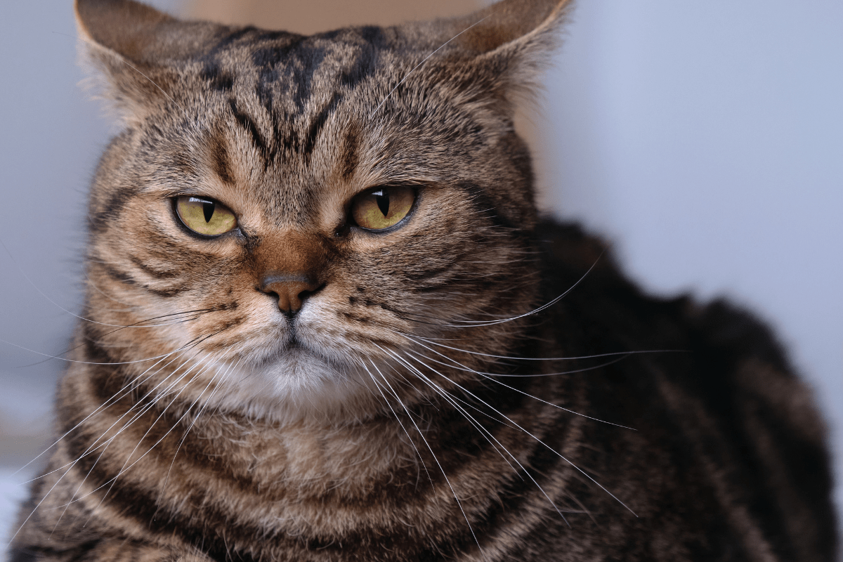 Regal Tabby Cat Lays Down the Feline Law for Humans and It’s Purrfectly ...