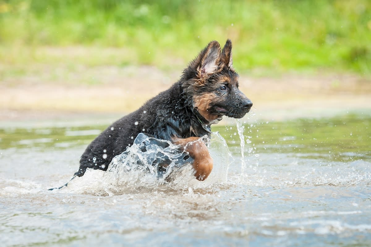 German Shepherd Puppy’s ‘Crate Gymnastics’ Are a True Talent - Parade Pets