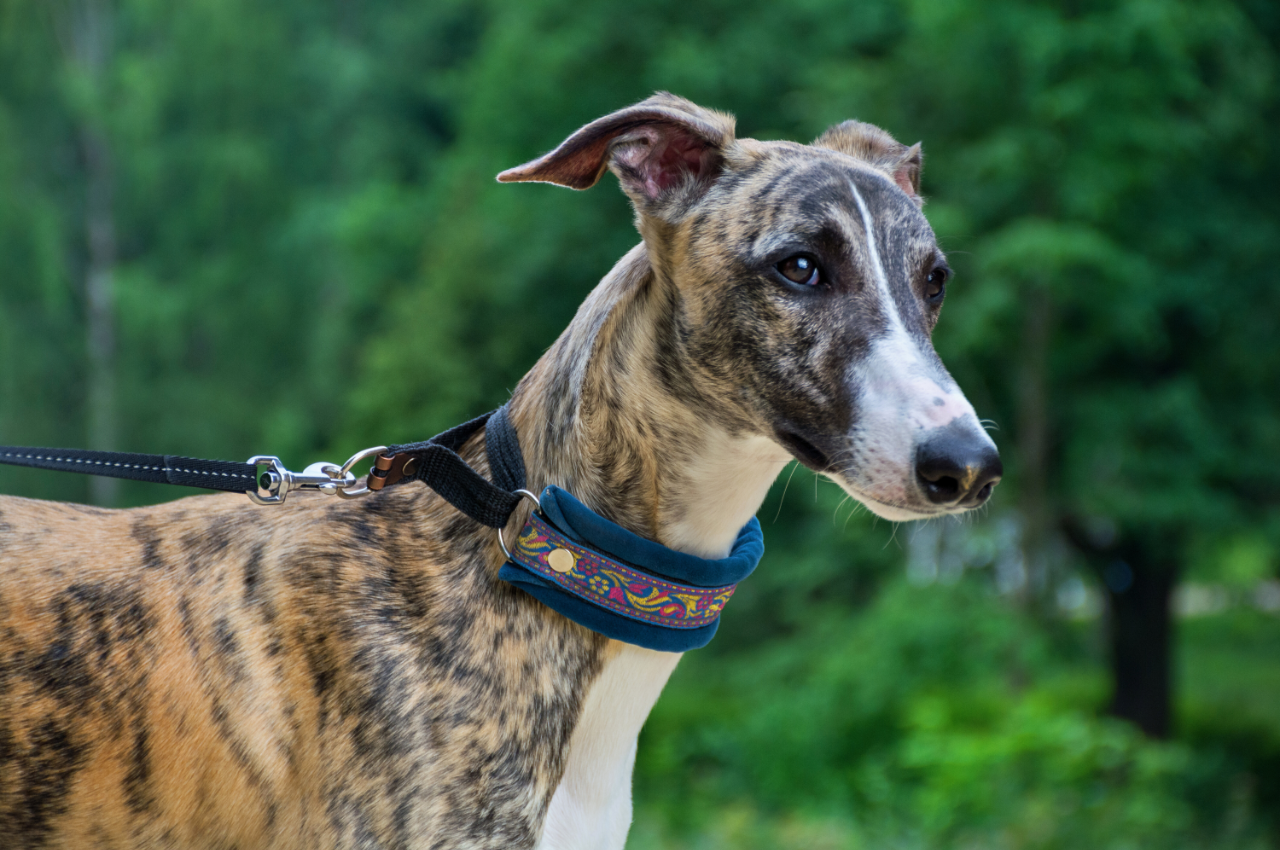 The Top 7 No-Groomer Dog Breeds, According to a Groomer