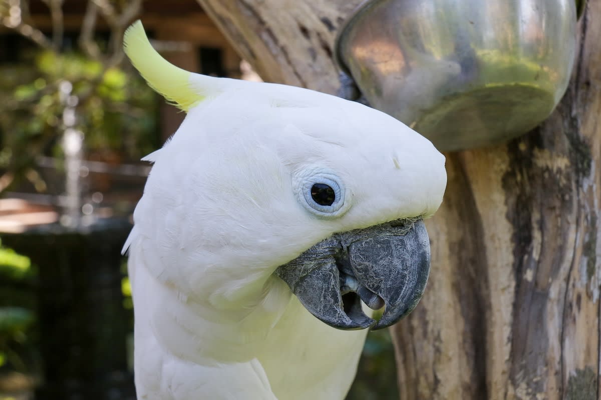 Cockatoo Happily Singing Along While Watching TV Is a Vibe - Parade Pets