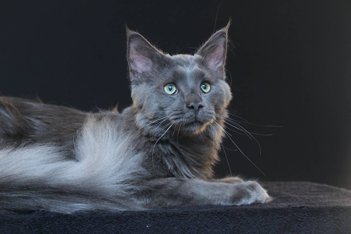 Main Coon Blue Smoke