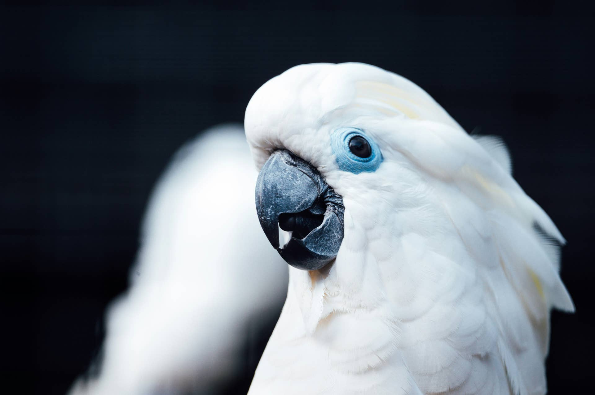 Cockatoo Initiates Playtime with Cat Using Feather Toy Like Little ...