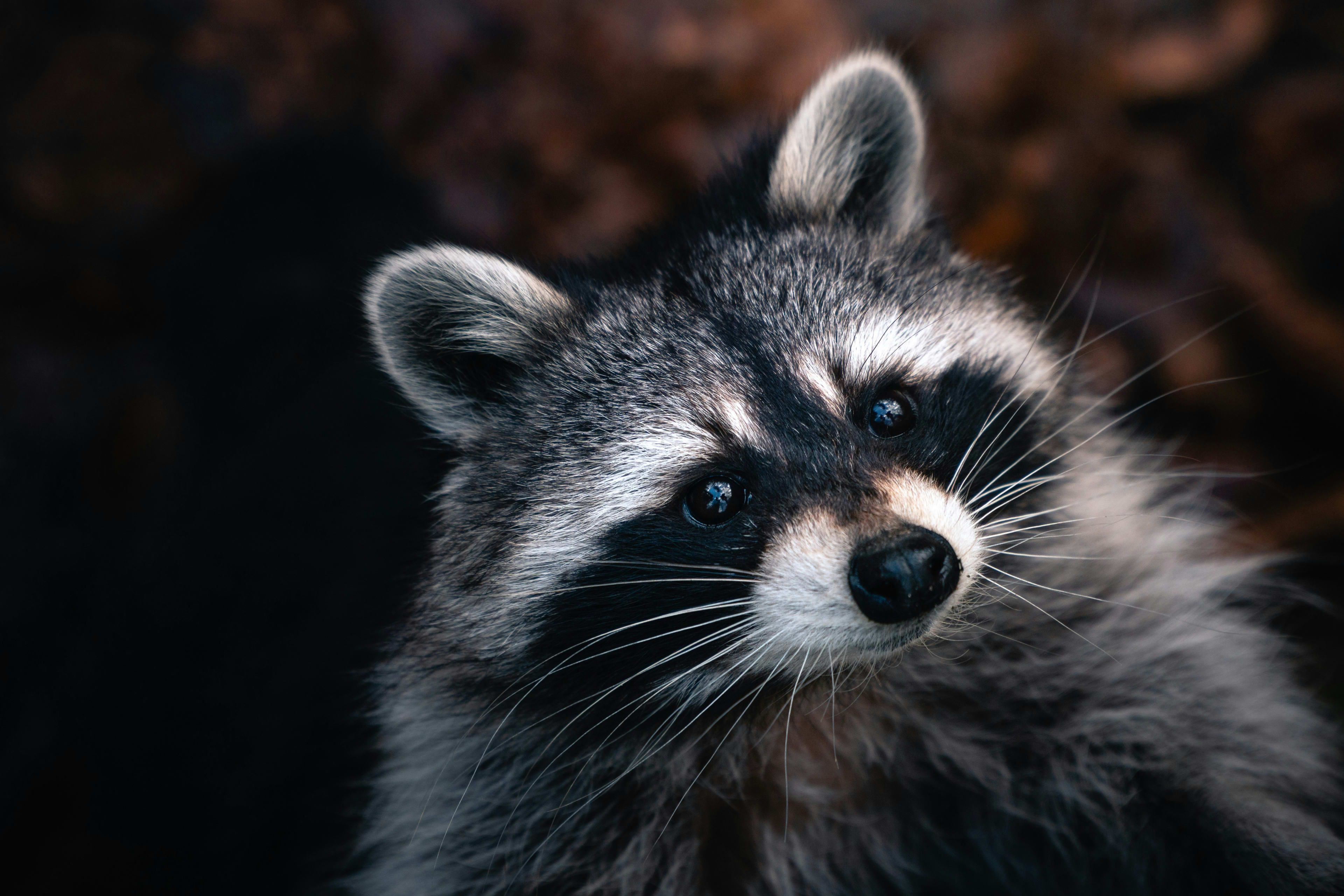 Raccoon's Reaction to Taking Down the Christmas Tree Is Relatable ...