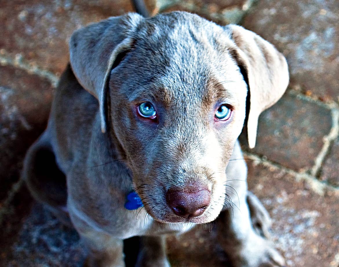 Beautiful, Blue-Eyed Babes! 35 Dog Breeds With Blue Eyes