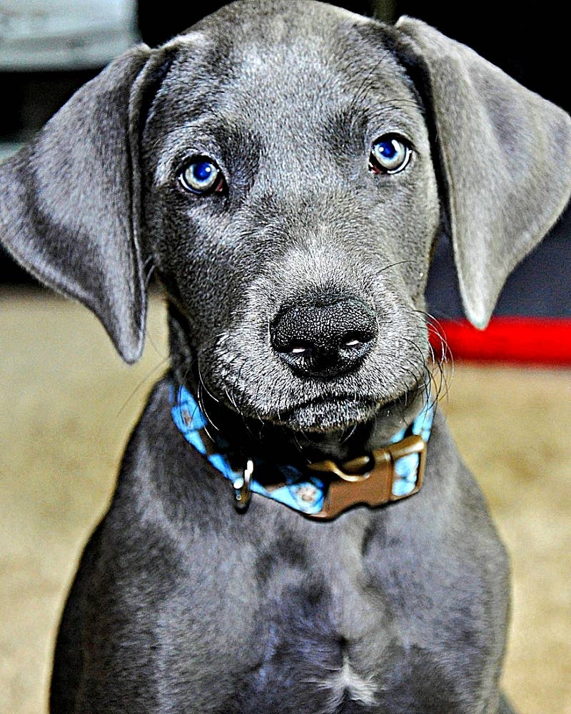 Beautiful, Blue-Eyed Babes! 35 Dog Breeds With Blue Eyes