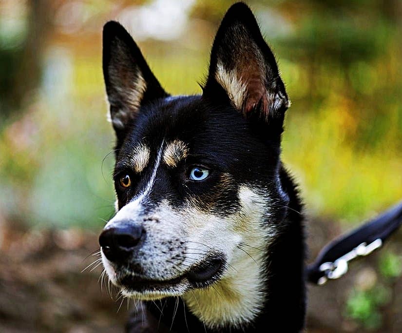 35 Dog Breeds With Blue Eyes - Parade Pets