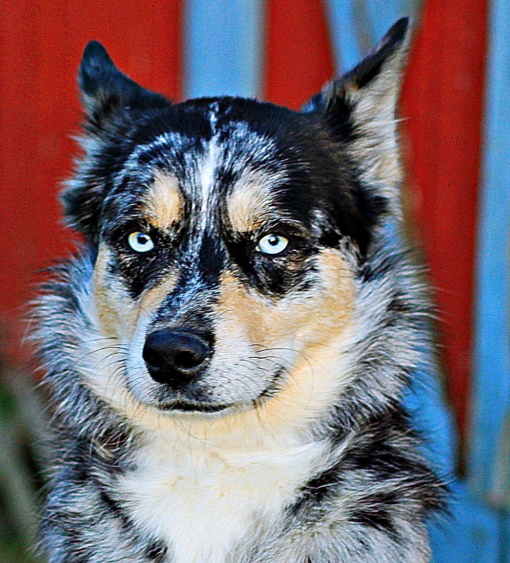 Beautiful, Blue-Eyed Babes! 35 Dog Breeds With Blue Eyes