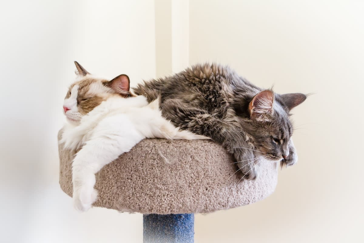 2 Ragdoll Cat Moms with All Their Newborn Kittens Indulge in the Cutest ...