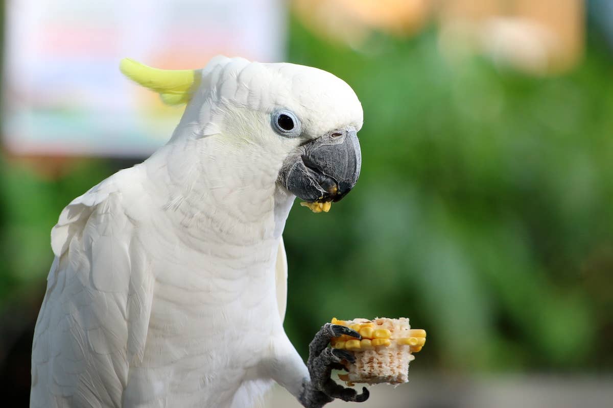 Hungry Cockatoo Joins Mom for Dinner and Becomes the Ultimate Taste ...