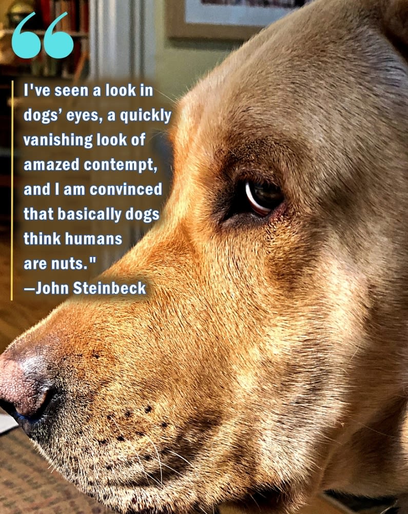 300 Best Pet Quotes of All Time - Parade Pets