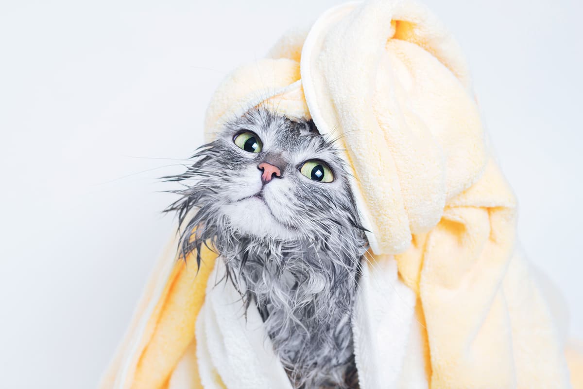 Rescue Cat Who Looks Like a Bunny Takes Her First Bath and Reveals an ...