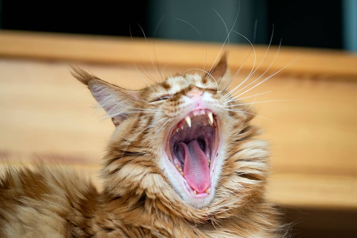 Massive Maine Coon’s Epic Perch for ‘Lion Roar’ Is a True Jaw-Dropper ...