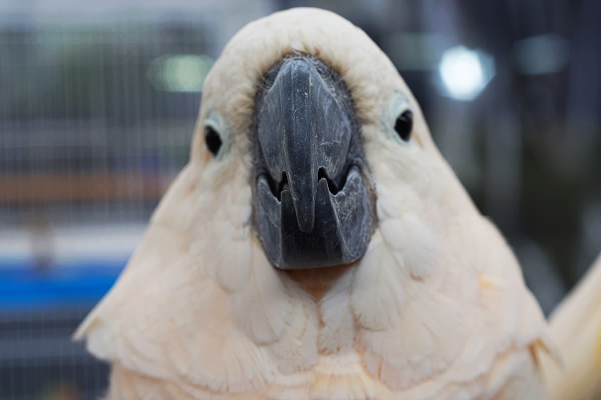 Cockatoo's Affinity for 'Men in Uniform' Makes Her the Ultimate Little ...