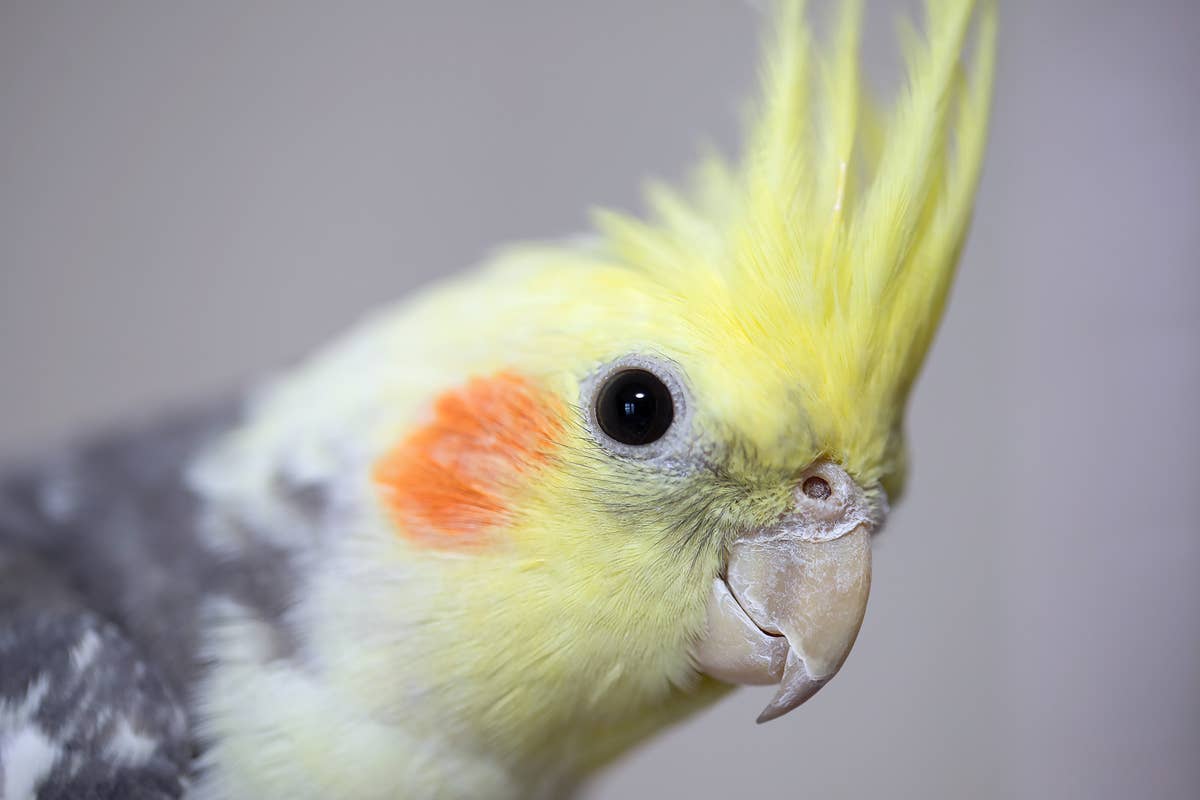 Legendary Cockatiel ‘Here For the Drama’ Hilariously Mocks Mom with No ...