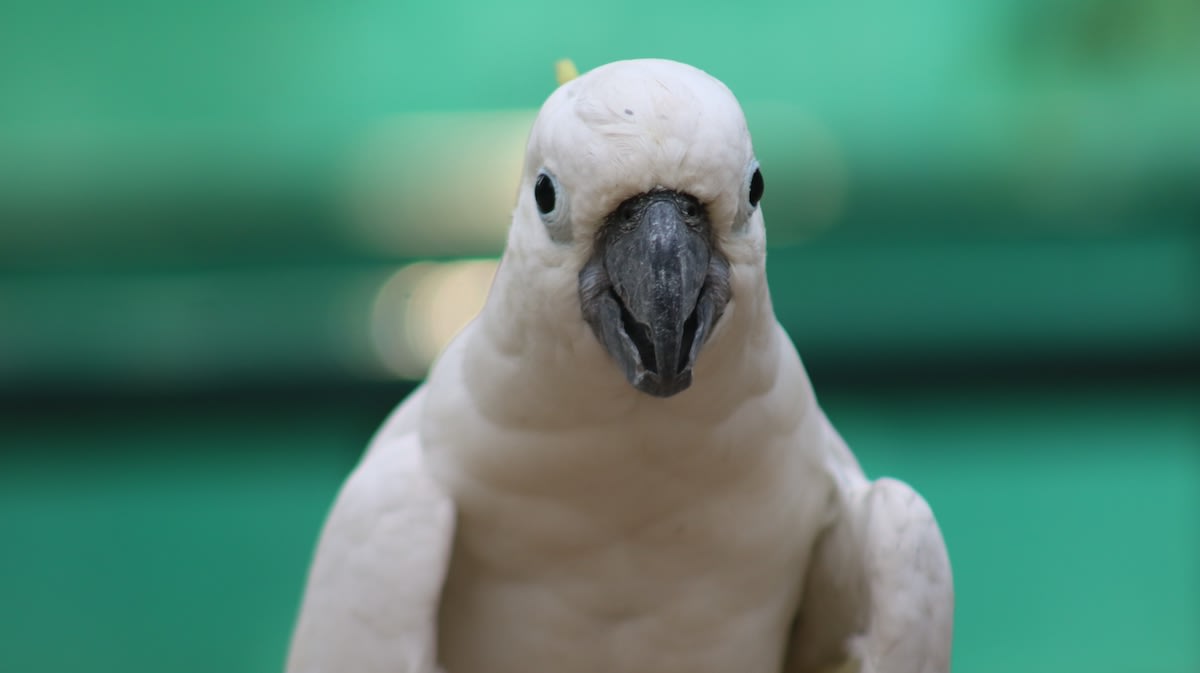 Rescued Cockatoo Sees the Sun for the First Time and Her Joy Is Pure ...